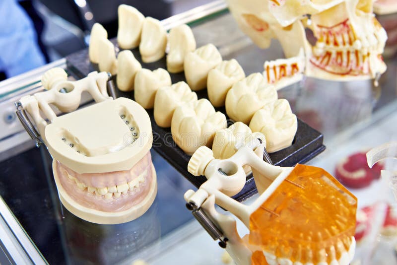 Artificial Teeth, Jaws and Bones of Human Face Head for Dentistry Stock ...