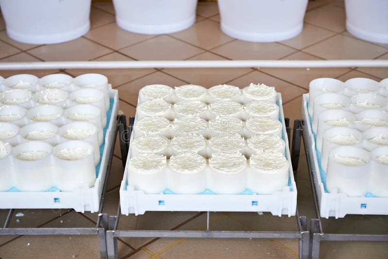 Molds with Semifinished for Production of Soft Cheese Stock Image ...