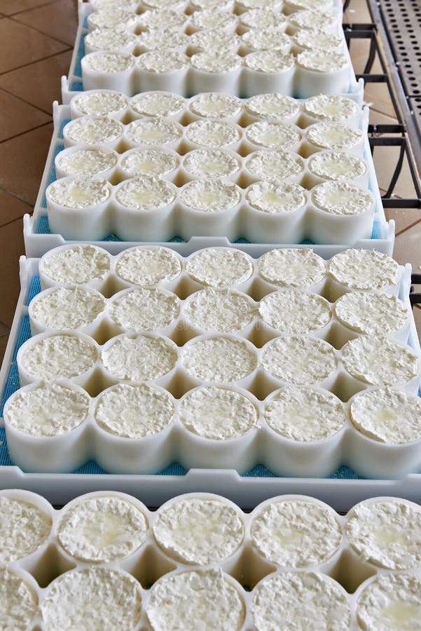 Molds with Semifinished for Production Camembert Stock Image - Image of ...