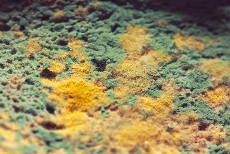 Moldy background stock image. Image of macro, dirty - 202231049