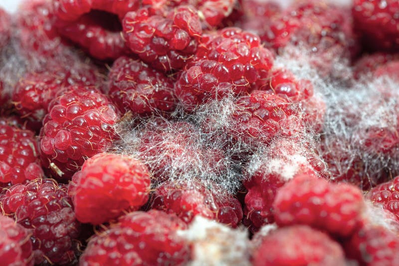 Moldy berries stock photo. Image of mildew, garbage - 255716944