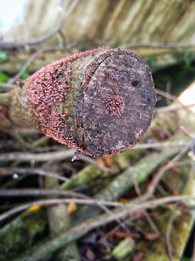 Moldy branches stock image. Image of grass, branch, tree - 210801427