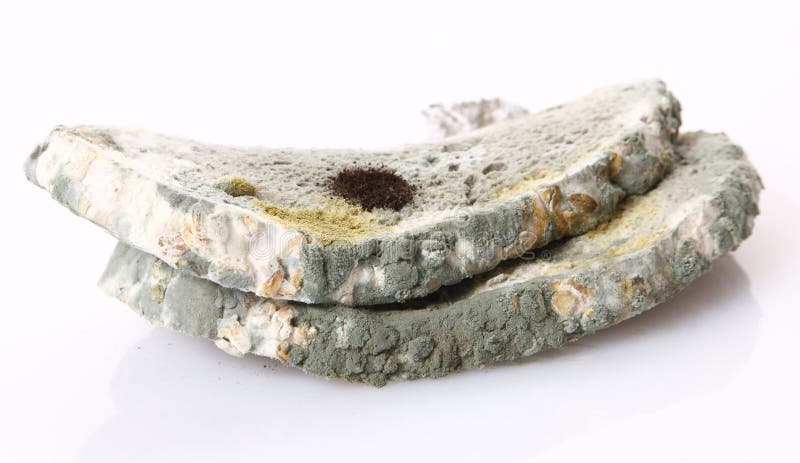 Moldy bread stock image. Image of bacterium, illness - 22829311