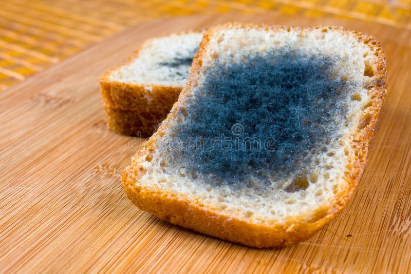 Moldy bread. stock photo. Image of fungus, fluffy, mini - 31182196