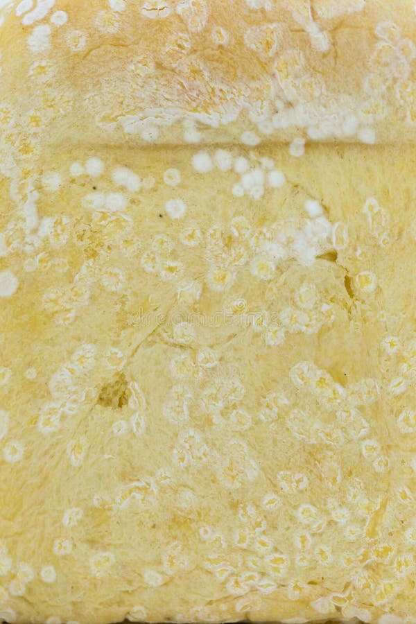 Moldy on bread stock photo. Image of decay, slice, penicillin - 47952518
