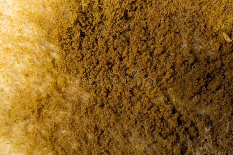 A Moldy Bread Close Up As Background and Texture Stock Photo - Image of ...