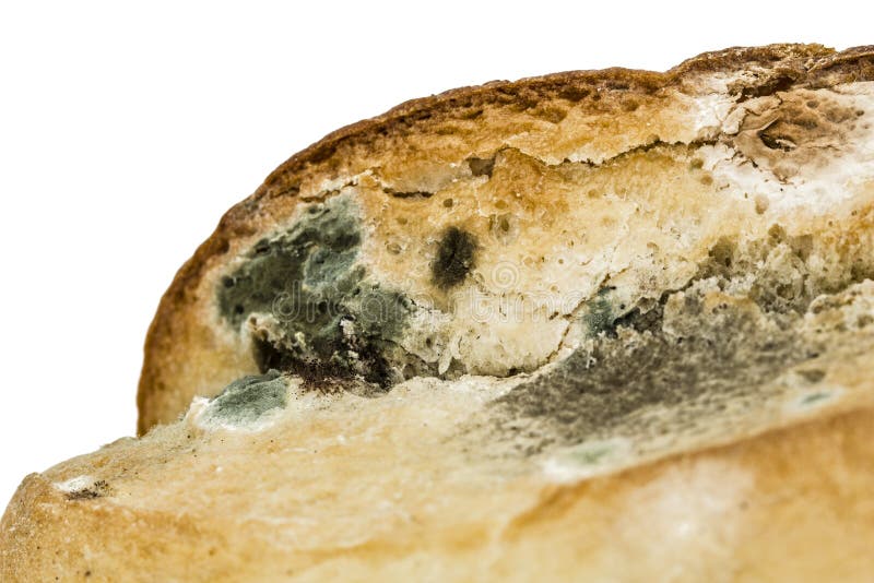 Moldy Bread Close-up, Isolated on White Background Stock Photo - Image ...