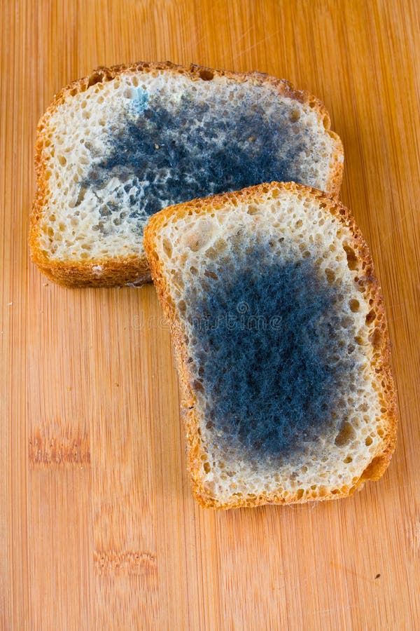 Moldy bread. stock photo. Image of fungus, fluffy, mini - 31182196