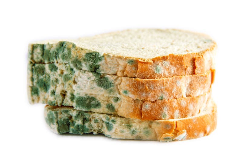 Moldy bread stock photo. Image of bakery, inedible, harmful - 49224864