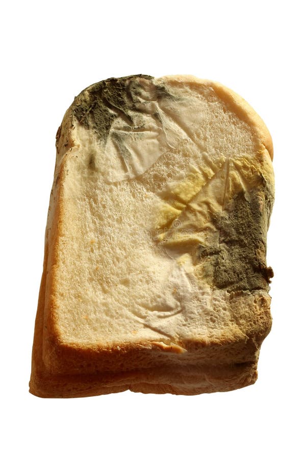 Moldy bread. Isolated stock photo. Image of stale, fungus - 17459938