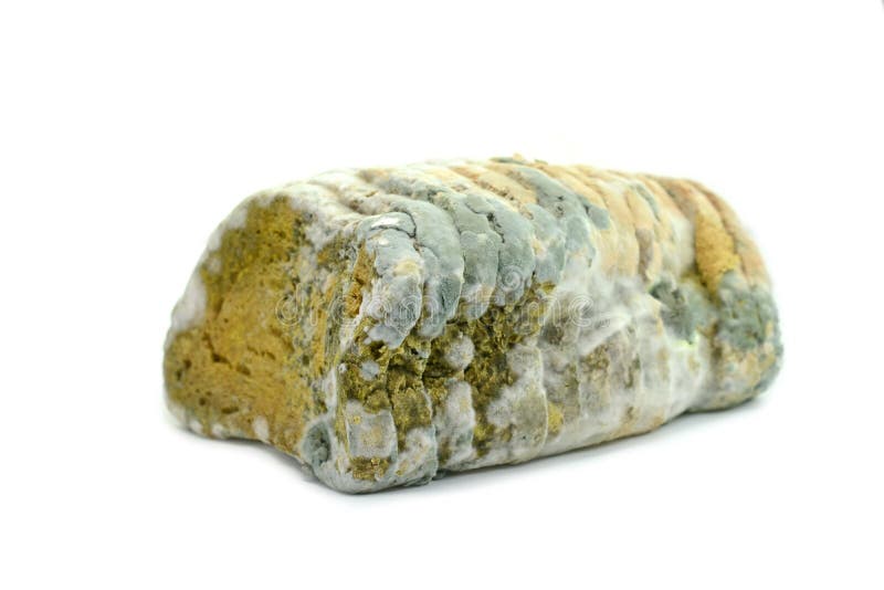 693 Moldy Bread Isolated White Background Rotten Food Stock Photos ...