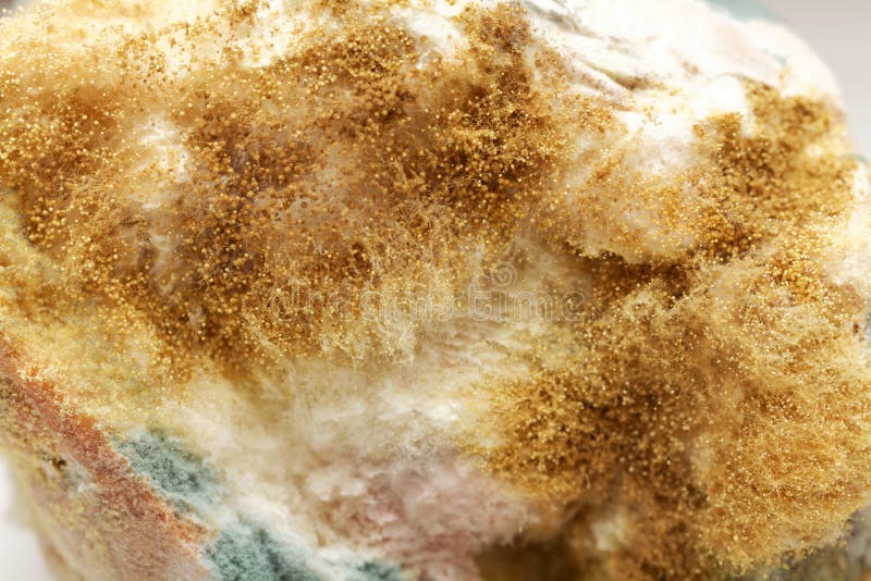 Moldy bread stock photo. Image of mildew, grow, bread - 39773494