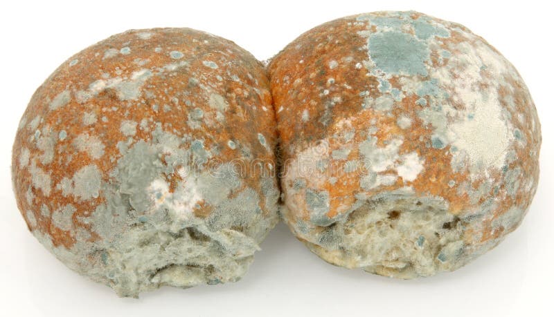 Moldy Bread Rolls stock image. Image of ruined, mildew - 9865059