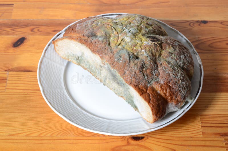 Mould stock image. Image of blue, disgusting, nature - 26181109