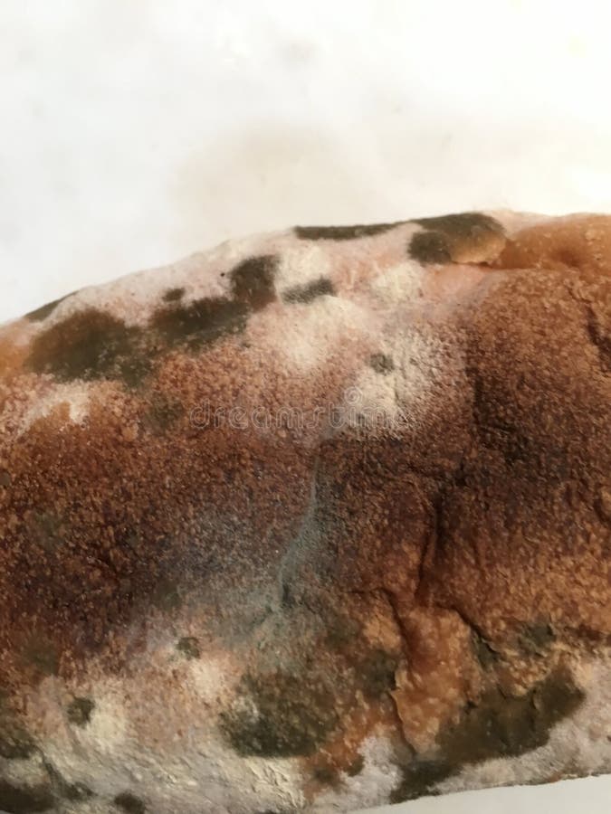 Moldy bread stock image. Image of food, bakery, biology - 95390399