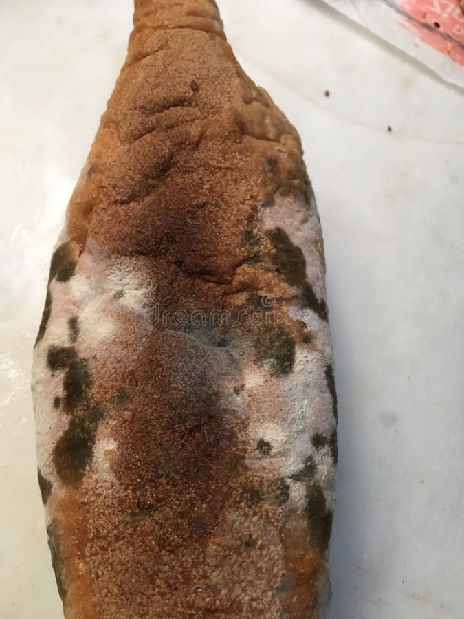 Moldy bread stock photo. Image of biology, bakery, mouldy - 95390416