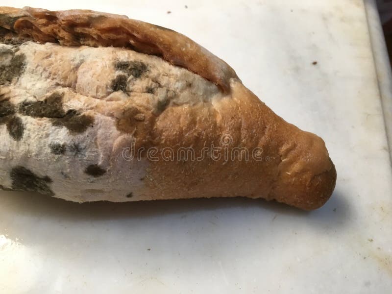 Moldy bread stock image. Image of mouldy, fungus, harmful - 95390487