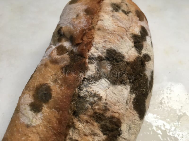 Moldy bread stock image. Image of damaged, bread, mildew - 95390469