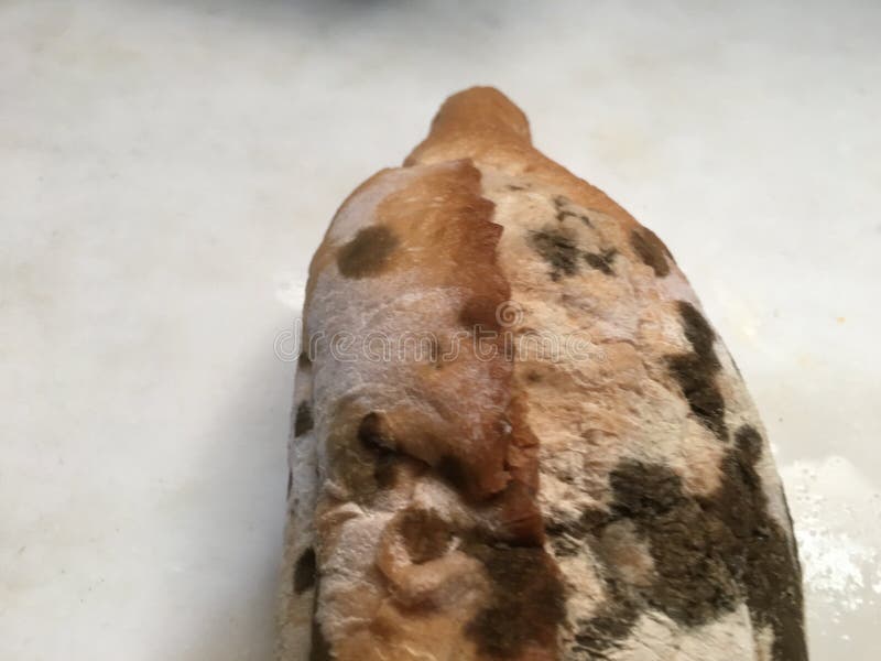 Moldy bread stock photo. Image of disgusting, macro, isolated - 95390480