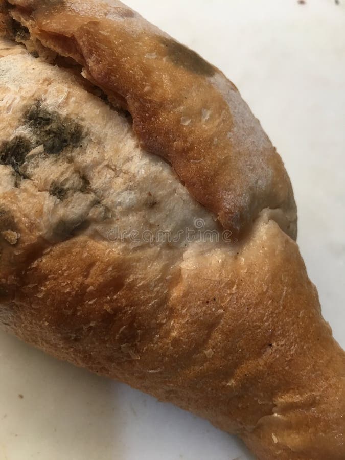 Moldy bread stock image. Image of mouldy, fungus, harmful - 95390487
