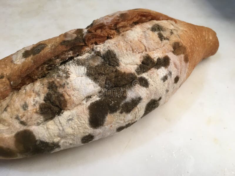 Moldy bread stock photo. Image of mould, food, mildew - 95390506