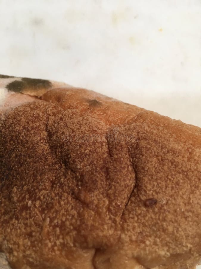 Moldy bread stock image. Image of bakery, disgusting - 95390545
