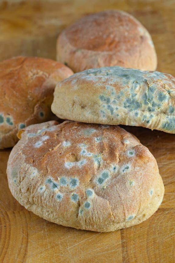 Moldy bread stock image. Image of hygienic, mould, bacteria - 108932679