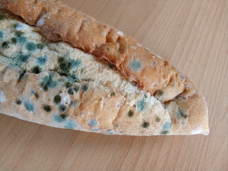 Moldy bread on table stock photo. Image of mold, bacterium - 140954432