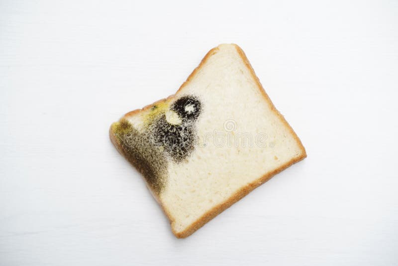 Moldy Bread on Wooden White Background. Stock Photo - Image of germs ...