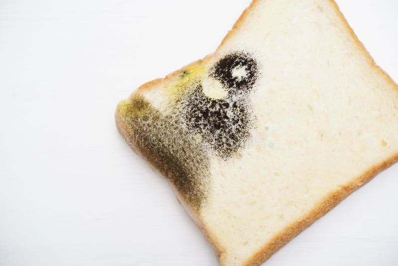 Moldy Bread on Wooden White Background. Stock Image - Image of medical ...