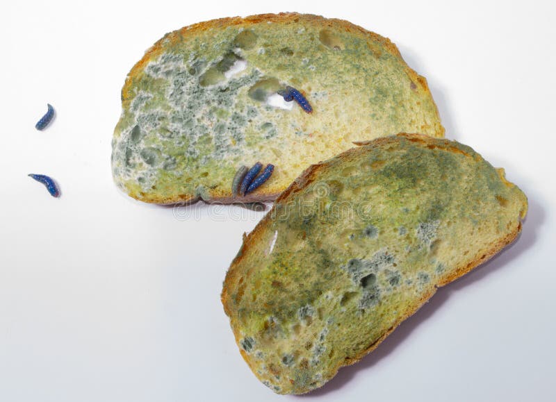 Moldy bread with worms stock image. Image of mold, unhealthy - 57365891