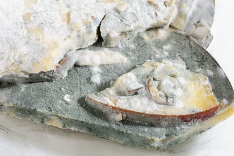 Rotten cheese stock image. Image of cheese, microorganism - 76267031