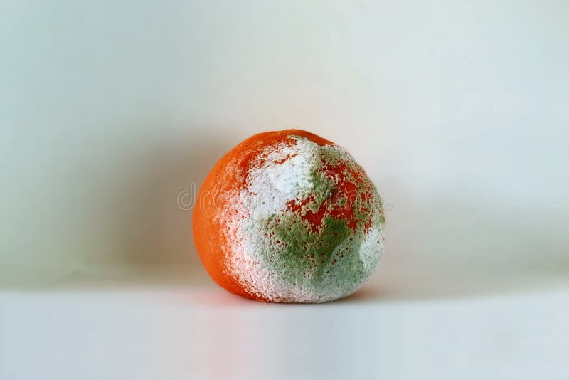 Moldy citrus, orange stock photo. Image of spoiled, inedible - 195744640