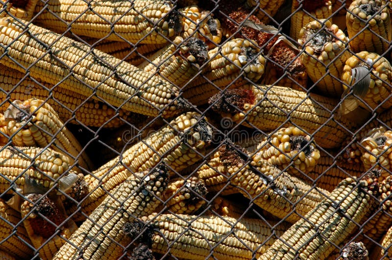 Immature, Diseased and Moldy Corn Cob on the Field, Close-up. Stock ...