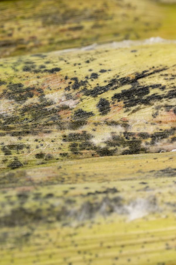 Moldy Corn Close Up, Spoiled Corn Cob Due To Improper Long Stock Image ...