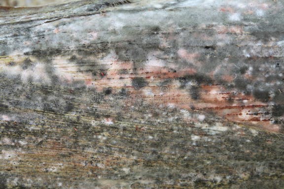 440 Rotten Corn Stock Photos - Free & Royalty-Free Stock Photos from ...