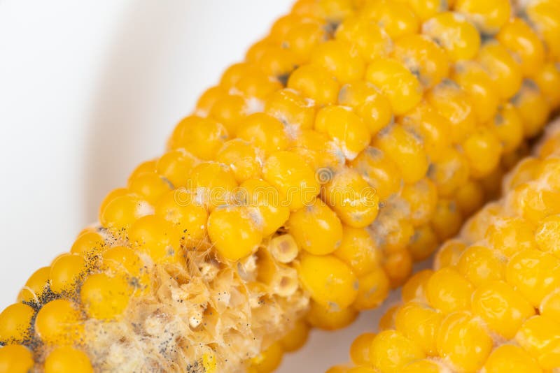 Moldy corn in the plate stock photo. Image of vegetable - 341896874