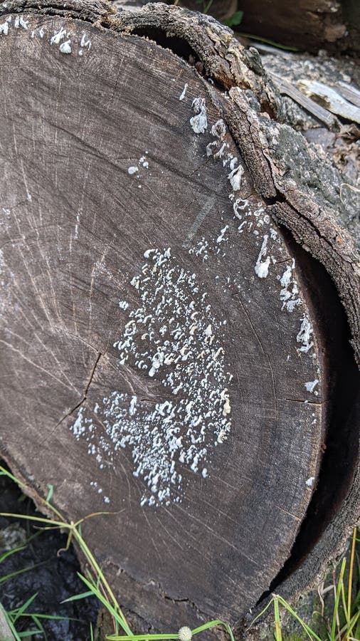 Moldy dry tree cuttings stock photo. Image of tree, moldy - 273016504