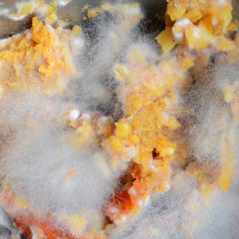 Moldy food stock image. Image of yellow, white, abstract - 31092875
