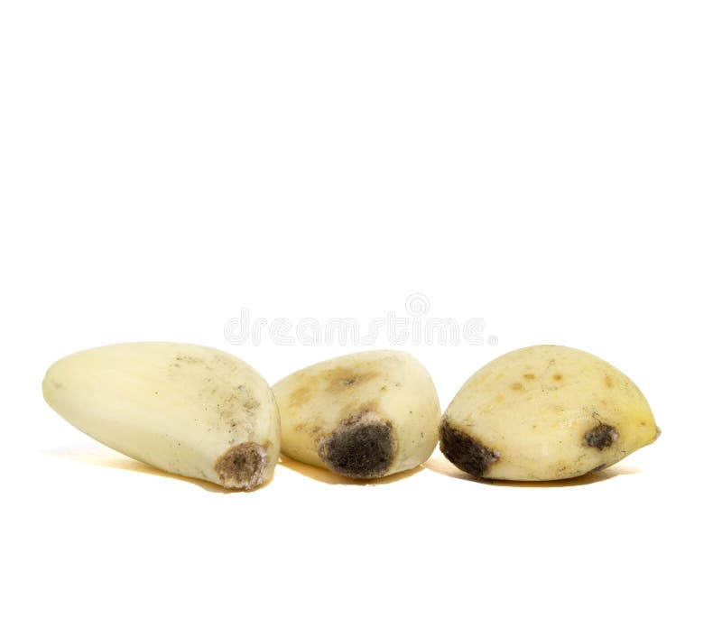 Garlic Split into Moldy Heads. Stock Photo - Image of copy, green ...