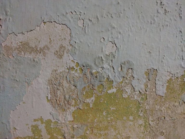 Moldy house walls stock photo. Image of green, geology - 292123046