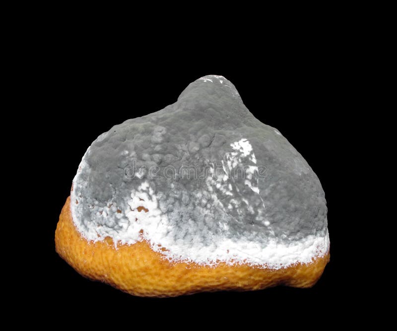Moldy lemon stock image. Image of mold, mildewed, moldiness - 12817779