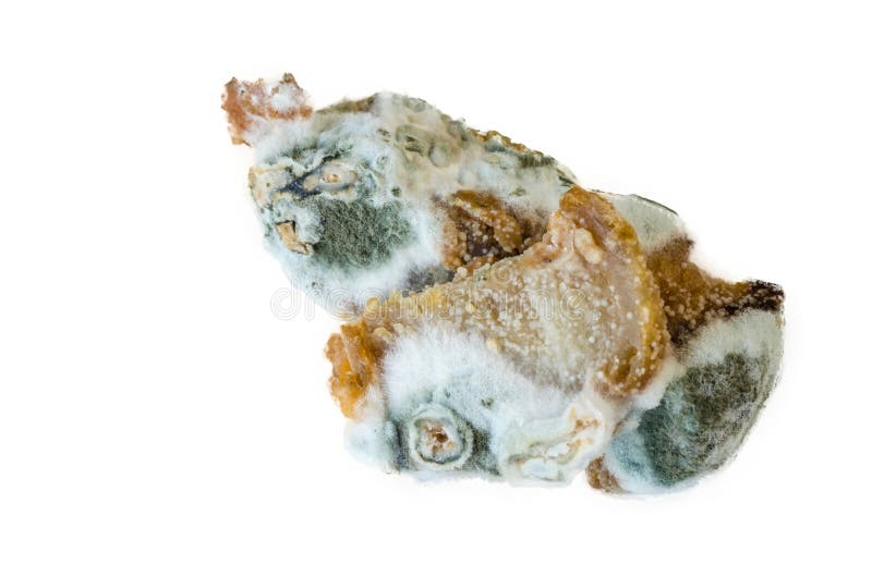Moldy meat stock image. Image of fungus, mold, harmful - 51790831