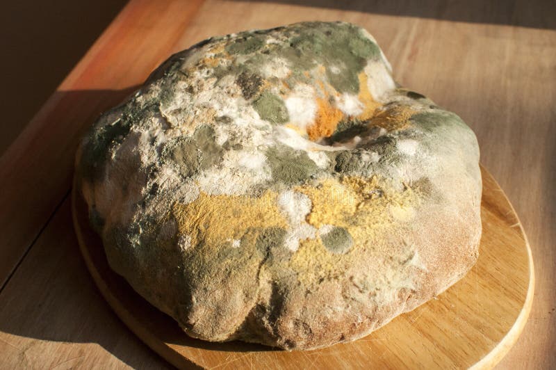 807 Musty Bread Stock Photos - Free & Royalty-Free Stock Photos from ...