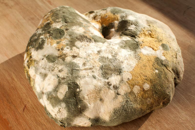 Musty bread stock image. Image of brown, disgusting, inedible - 10824867