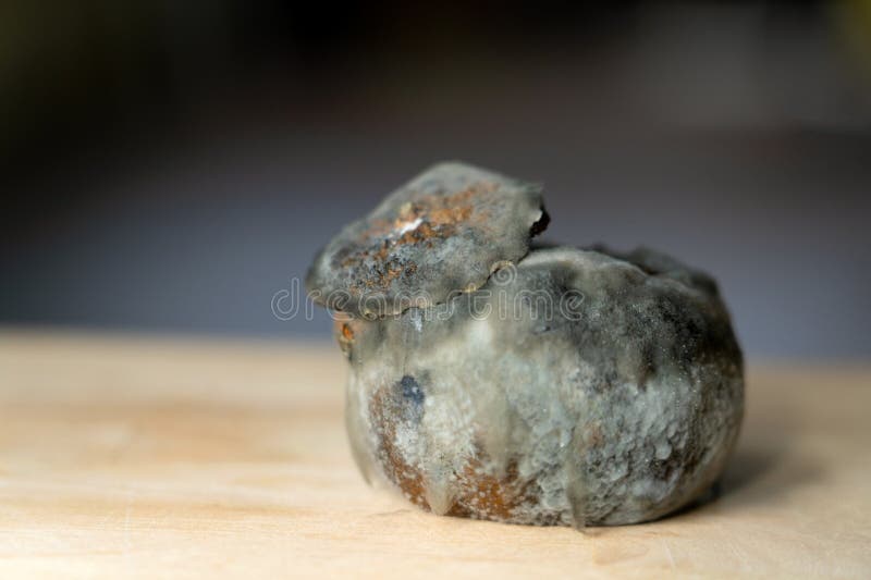 Moldy orange stock image. Image of isolated, fruit, wood - 362145109