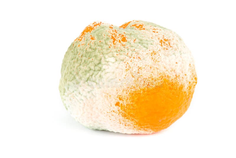 Moldy Orange Isolated on White Stock Image - Image of putrescence ...