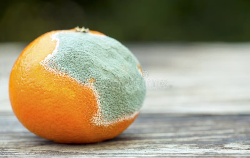 Moldy Orange, Mandarin on Wooden Background Stock Photo - Image of ...