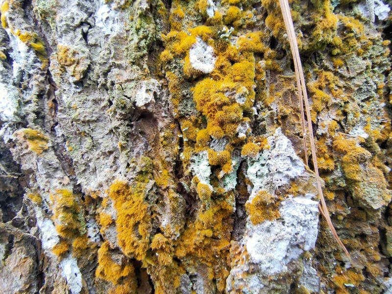 Moldy Pine Logs in the Morning in the Forest Stock Image - Image of ...