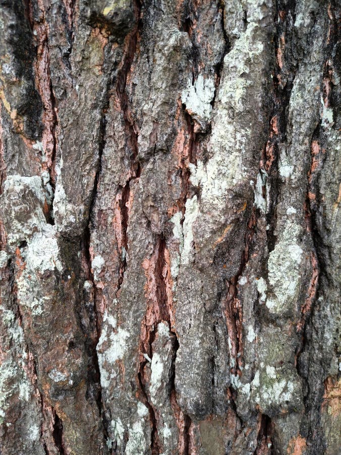 Moldy Pine Tree Trunk Wood Pattern Stock Image - Image of wood, pine ...